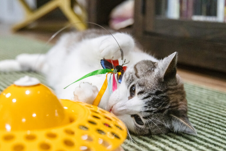My Cat Collects Things: Hoarding Behavior in Cats