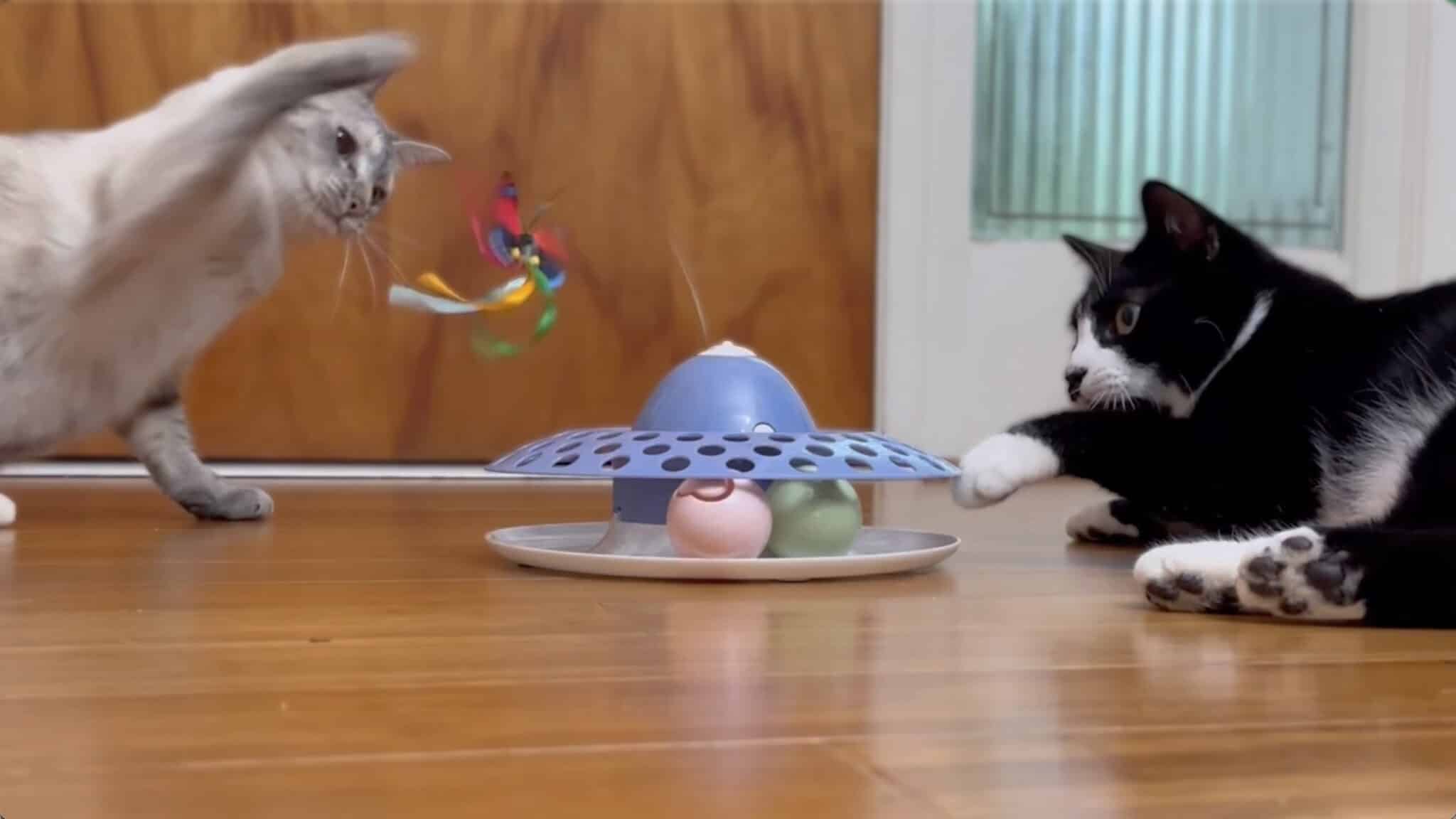 About Caroline's Cats